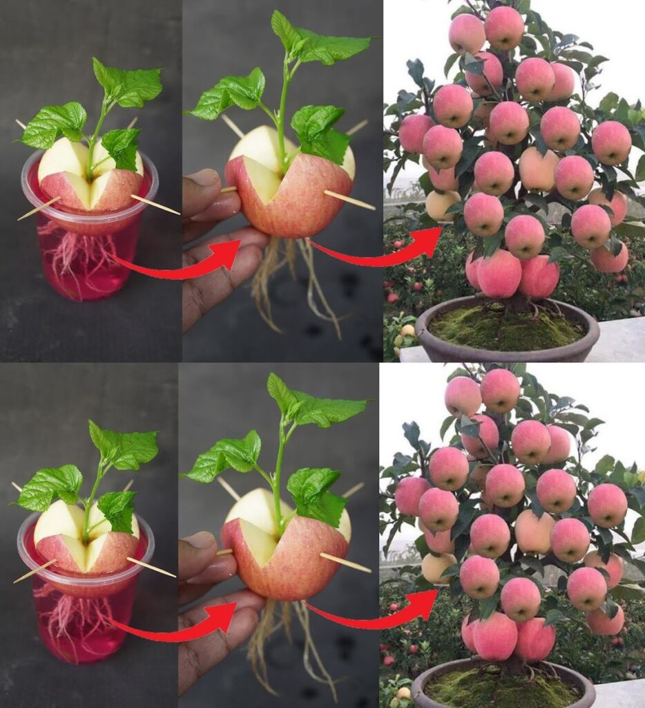 Comment faire pousser des pommes bio en pots. - Recettes et Astuces