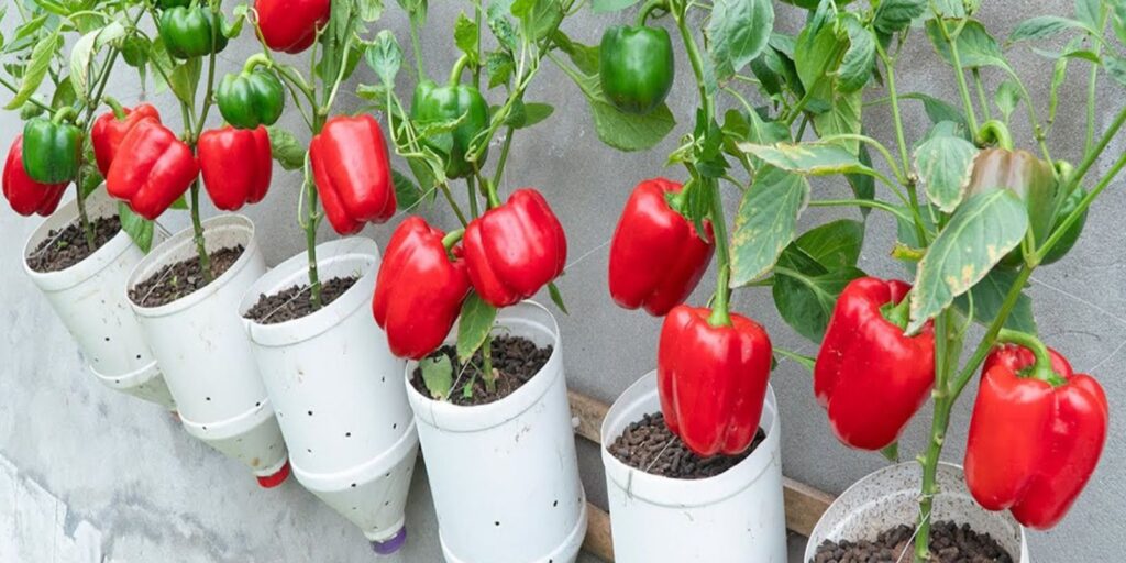 conseils secrets pour cultiver des poivrons parfaits à la maison ...