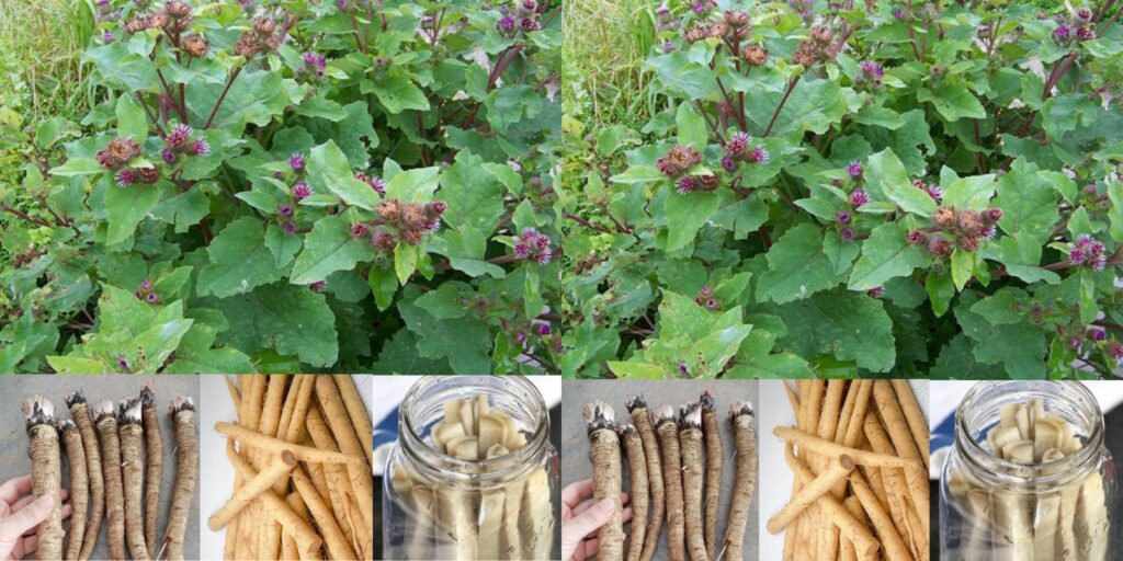 Voici quelques-unes des raisons pour lesquelles les racines de bardane ...